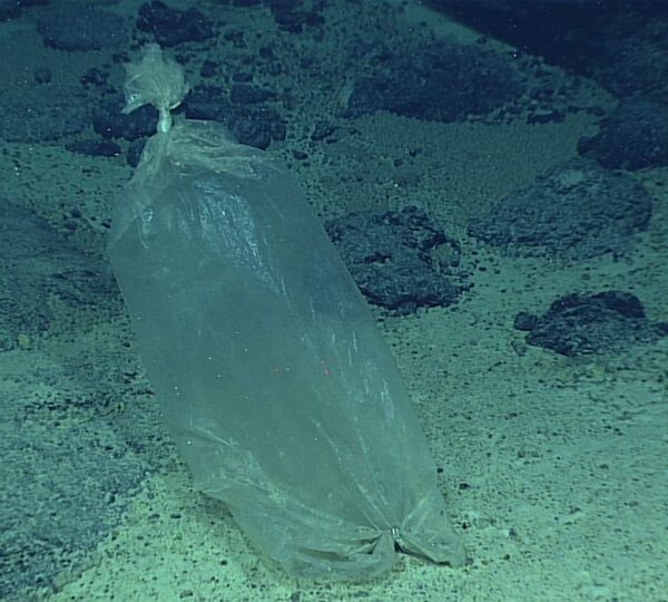 Plastic Found In The Mariana Trench Highlights Ocean Pollution Concerns